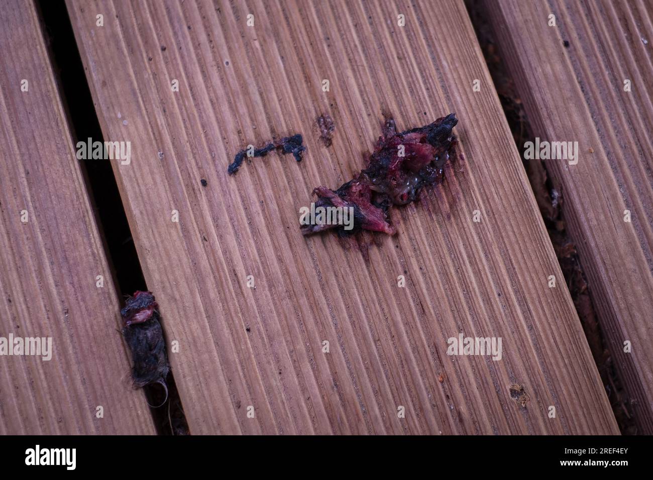 Half eaten mouse on wooden floor. Head and body separated by cat Stock ...
