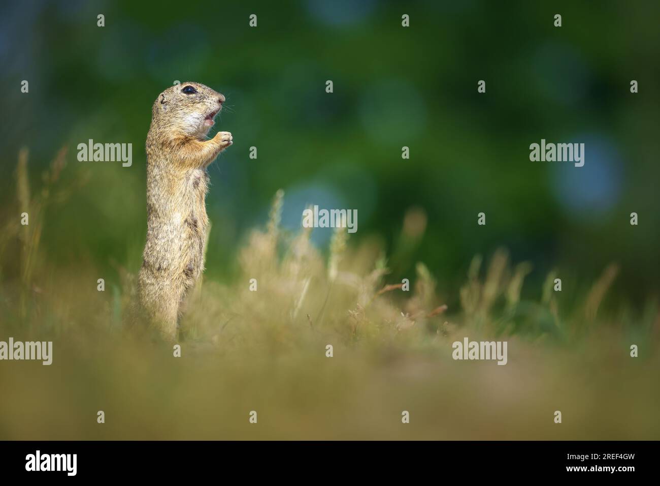 The European ground squirrel, Spermophilus citellus -also known as the ...