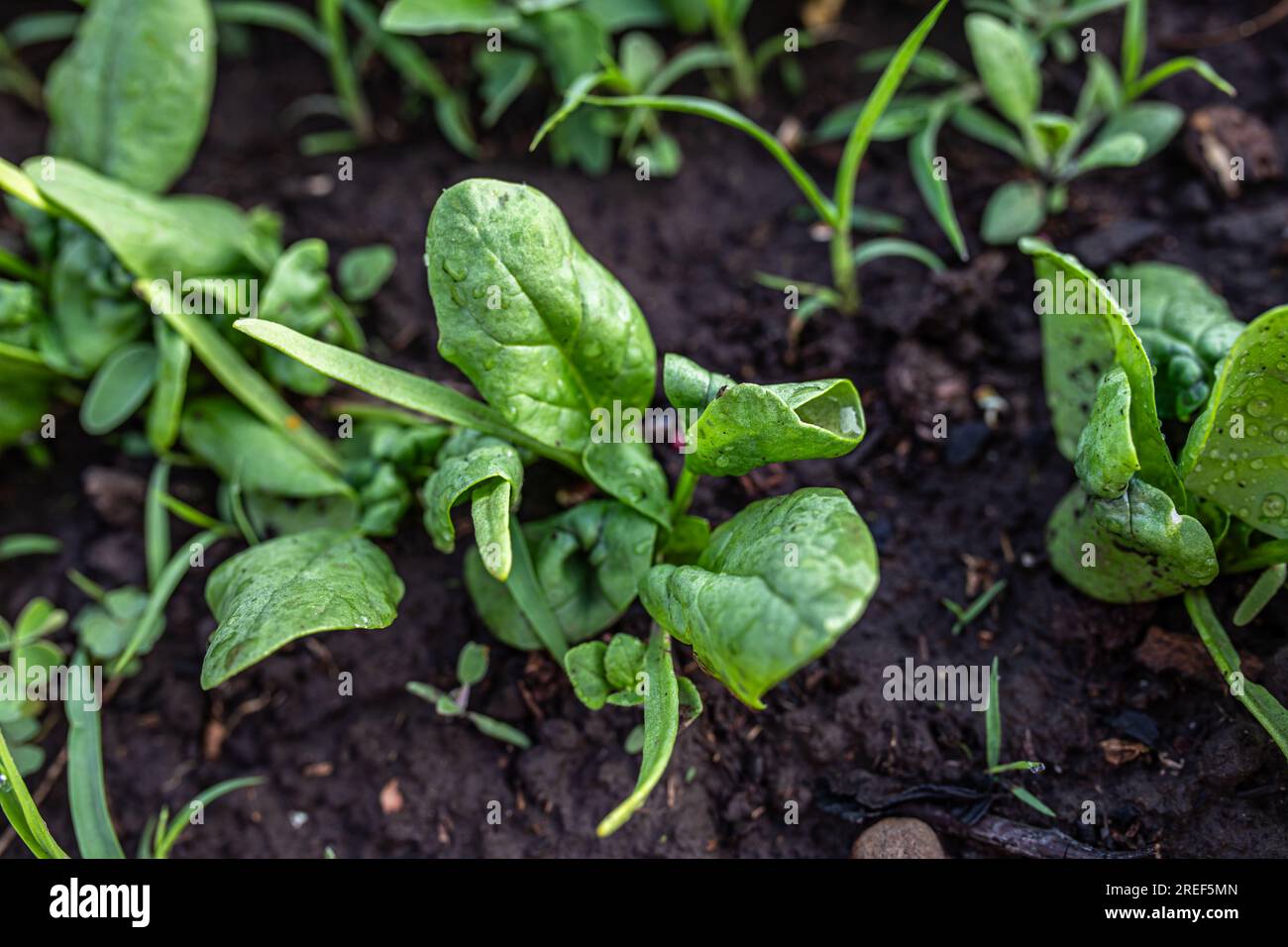 damaged spinach leaves in an organic garden bed. The infestation by ...