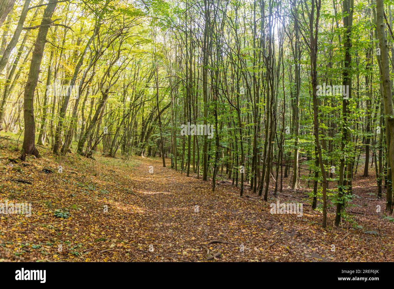 Hiking trail in Cesky kras nature protected area, Czech Republic Stock ...