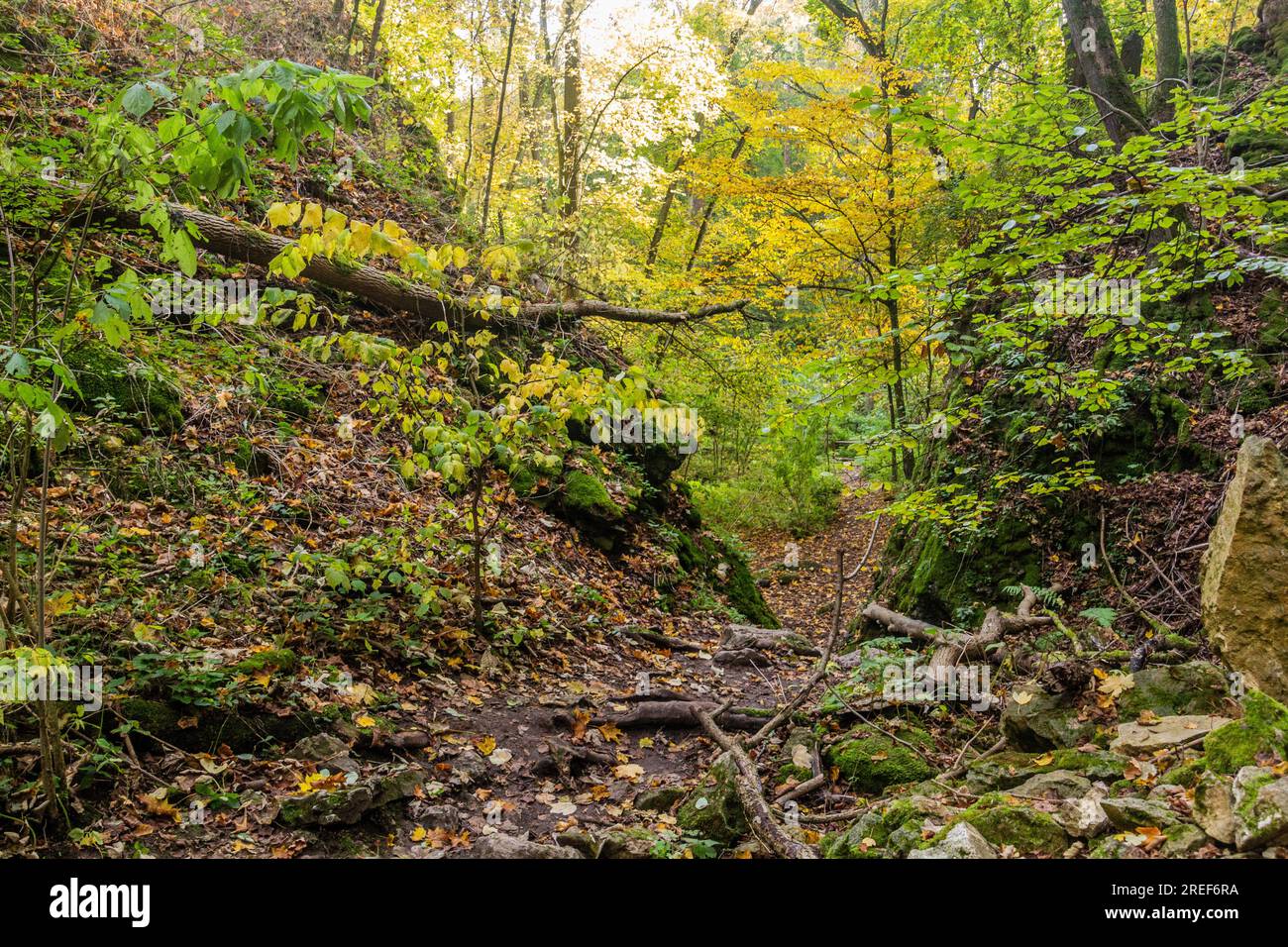 Landscape of Cesky kras nature protected area, Czech Republic Stock Photo - Alamy