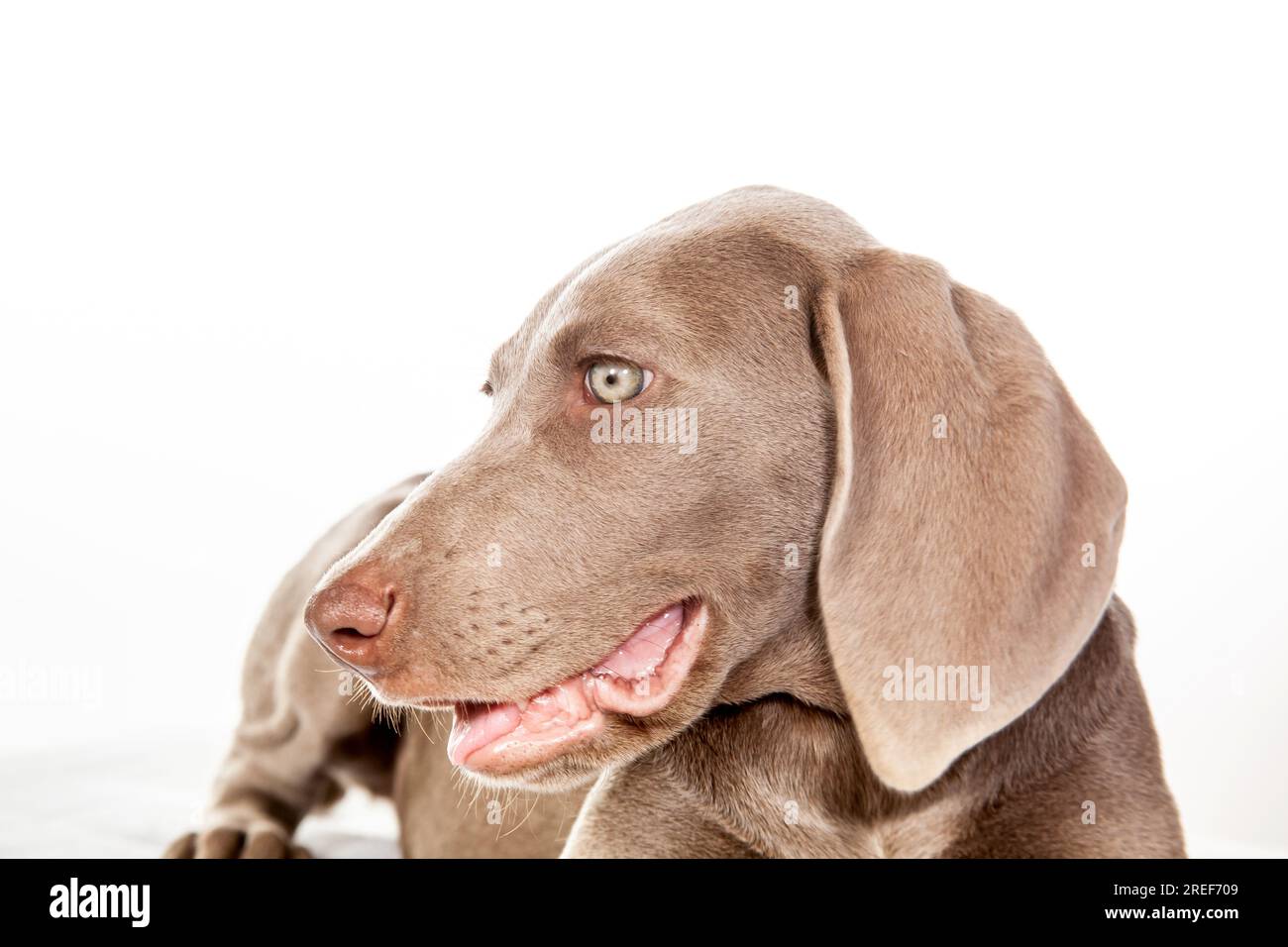 Beautiful green eyed Weimaraner puppy isolated on white background ...