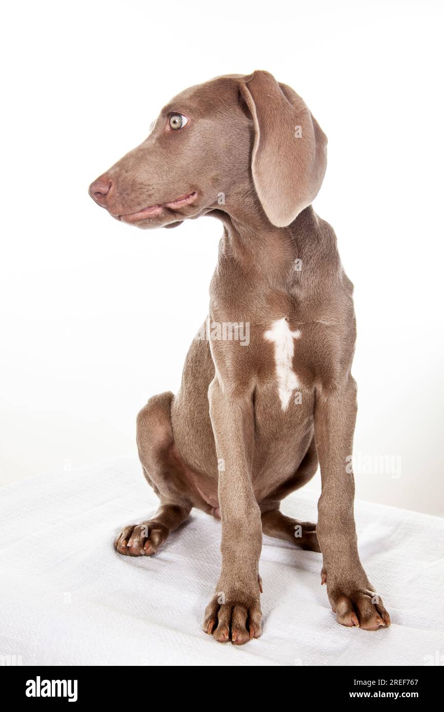 Beautiful green eyed Weimaraner puppy isolated on white background ...