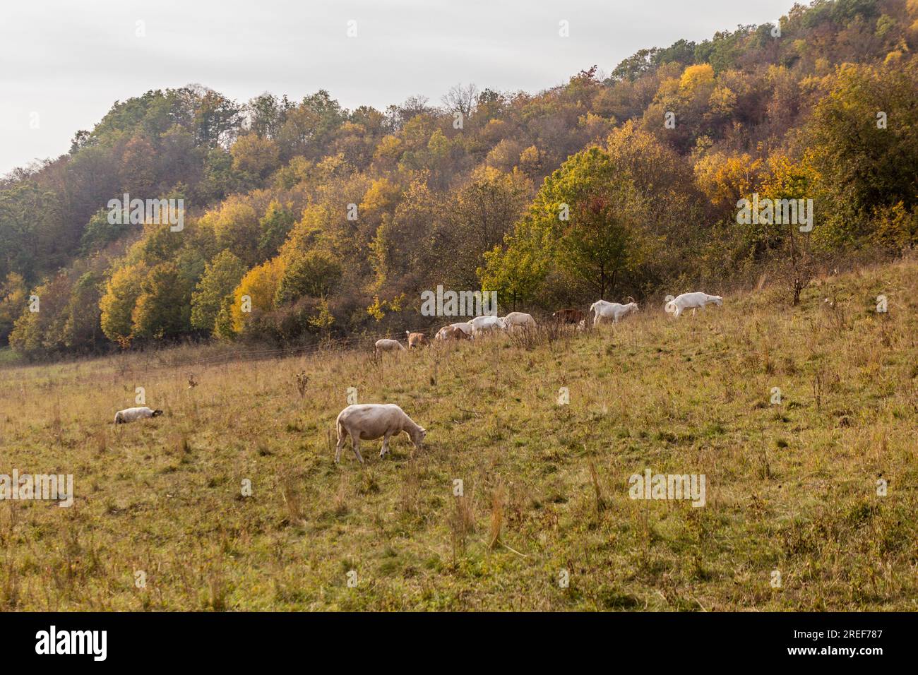 Sheep on a pasture in Cesky kras nature protected area, Czech Republic ...
