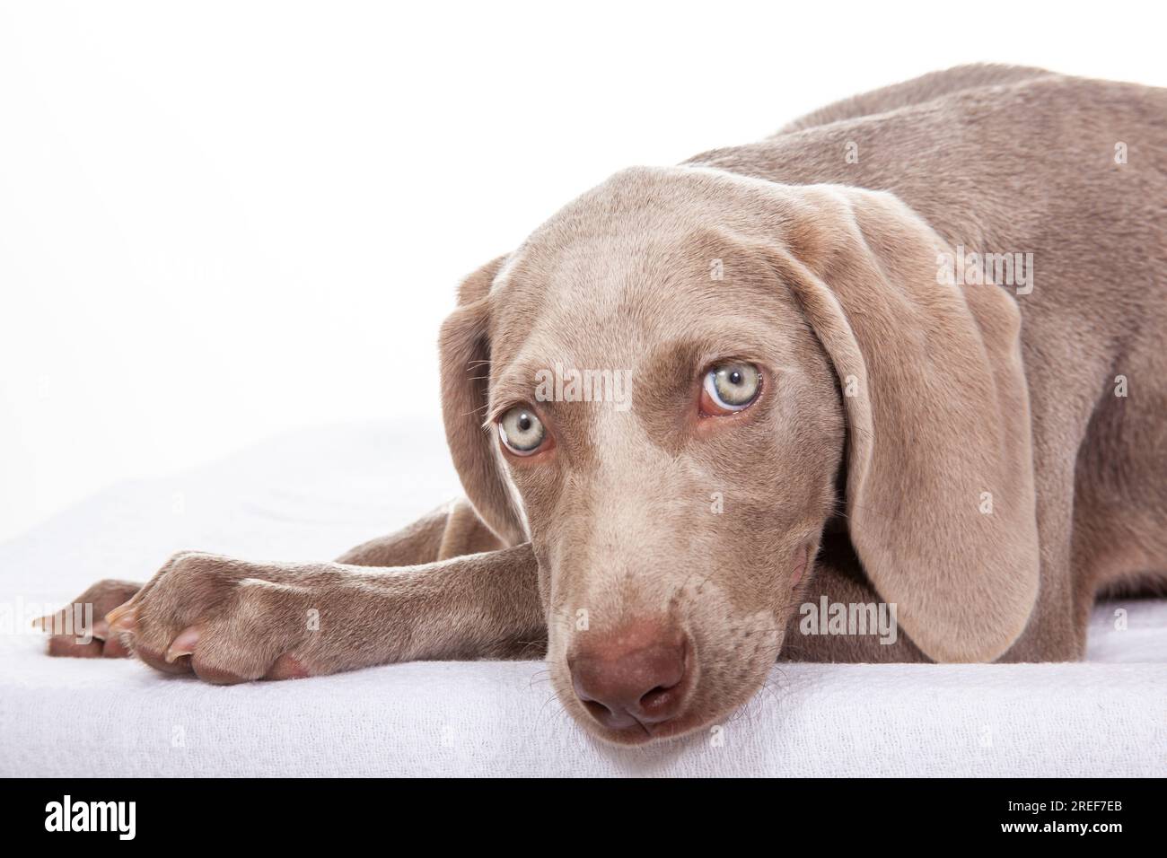 Beautiful green eyed Weimaraner puppy isolated on white background ...