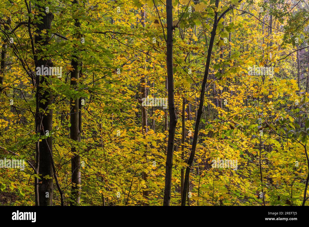 Autumn forest in Cesky kras nature protected area, Czech Republic Stock Photo - Alamy