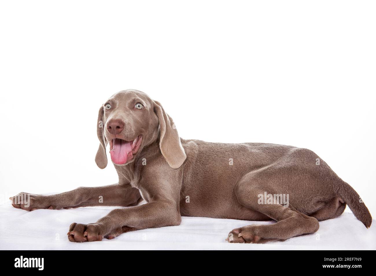 Beautiful green eyed Weimaraner puppy isolated on white background ...