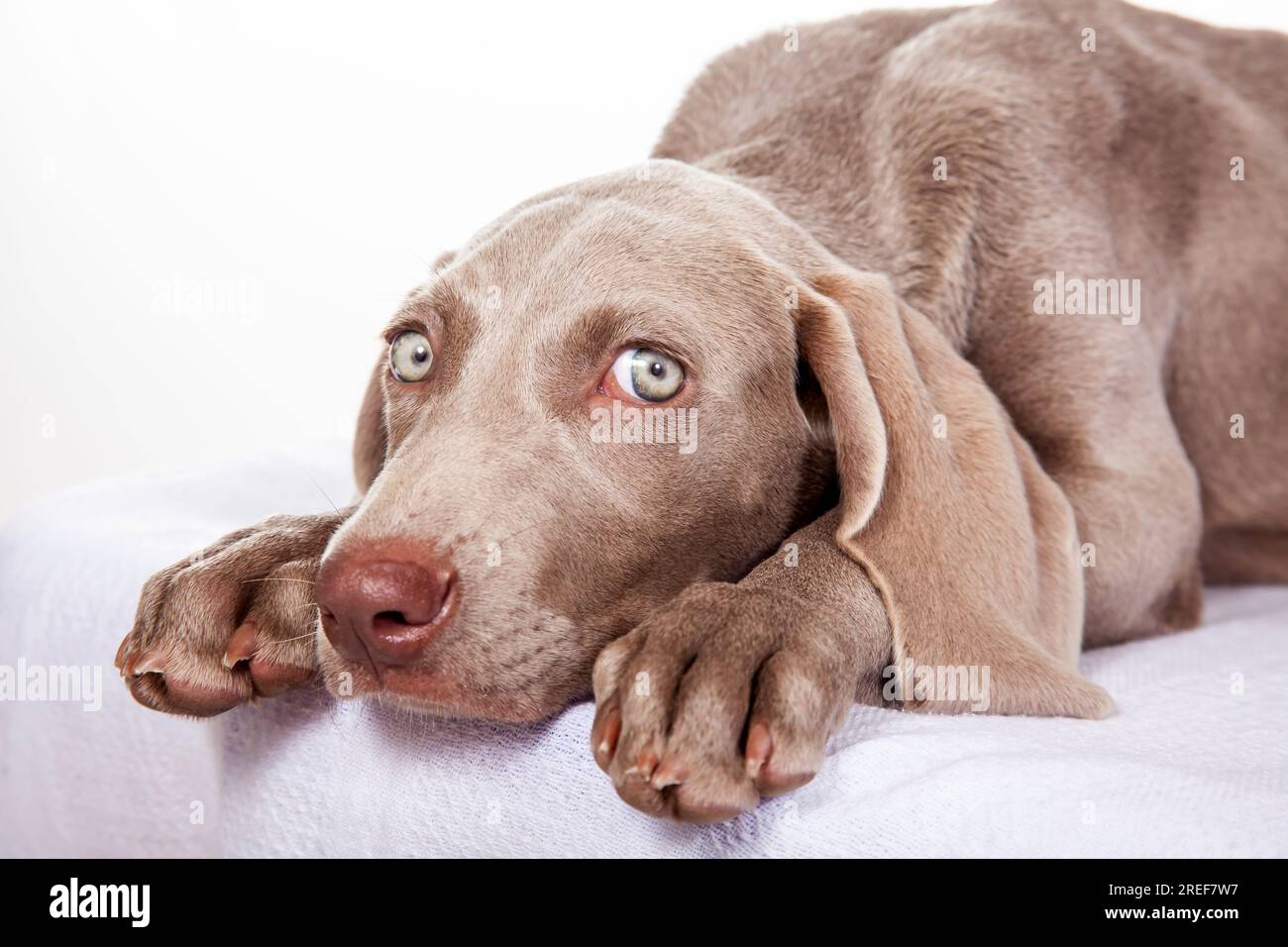 Beautiful green eyed Weimaraner puppy isolated on white background ...