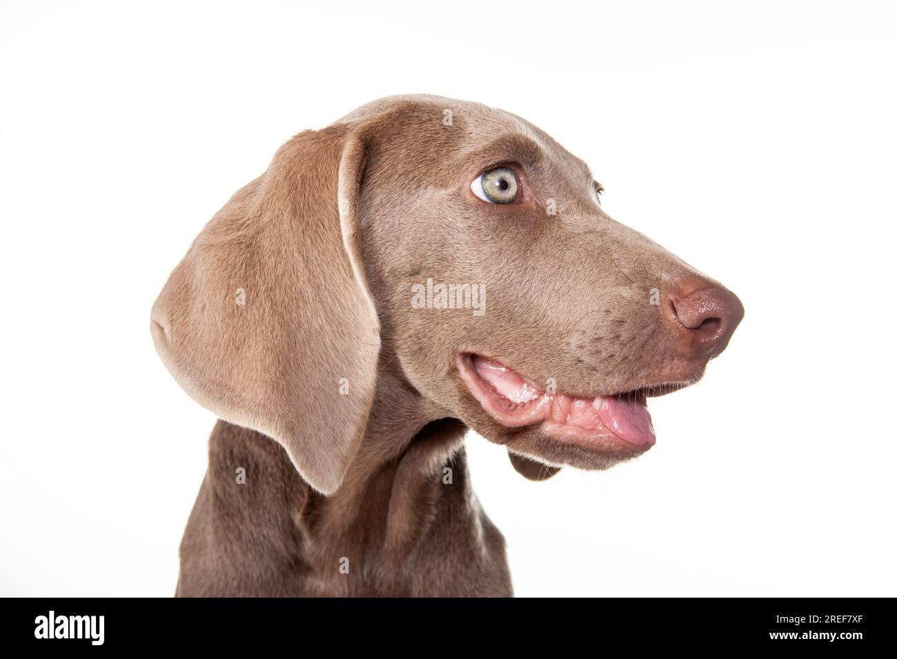 Beautiful green eyed Weimaraner puppy isolated on white background ...