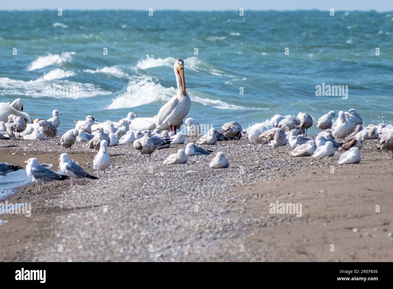 One of the largest North American birds, the American White Pelican ...