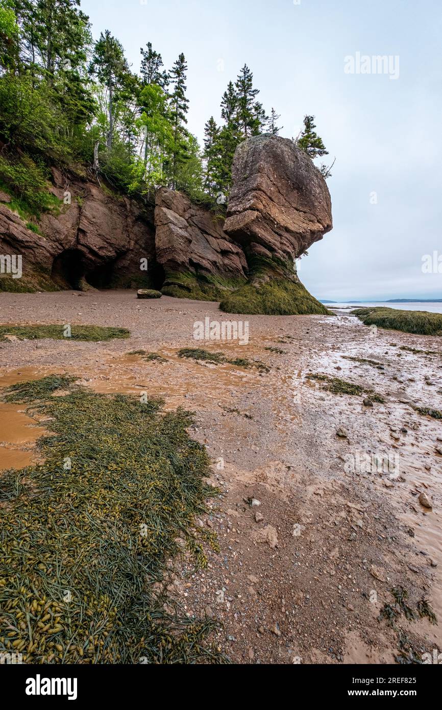 Hopewell Rocks Provincial Park on the Bay of Fundy is home to an ...