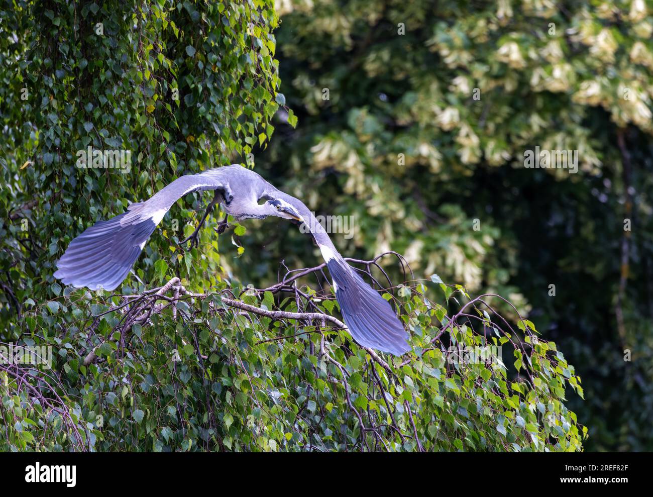 Stretched downwards hi-res stock photography and images - Alamy