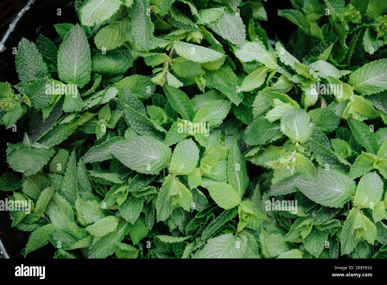 Fresh Mint sold at a green market Stock Photo - Alamy