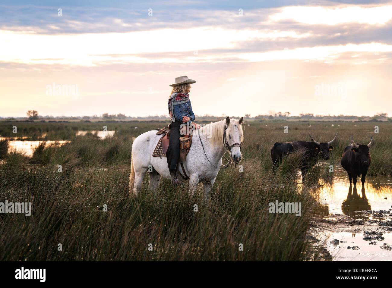 Cowboy is carrying a long cattle prod near a herd of bulls, Camargue ...