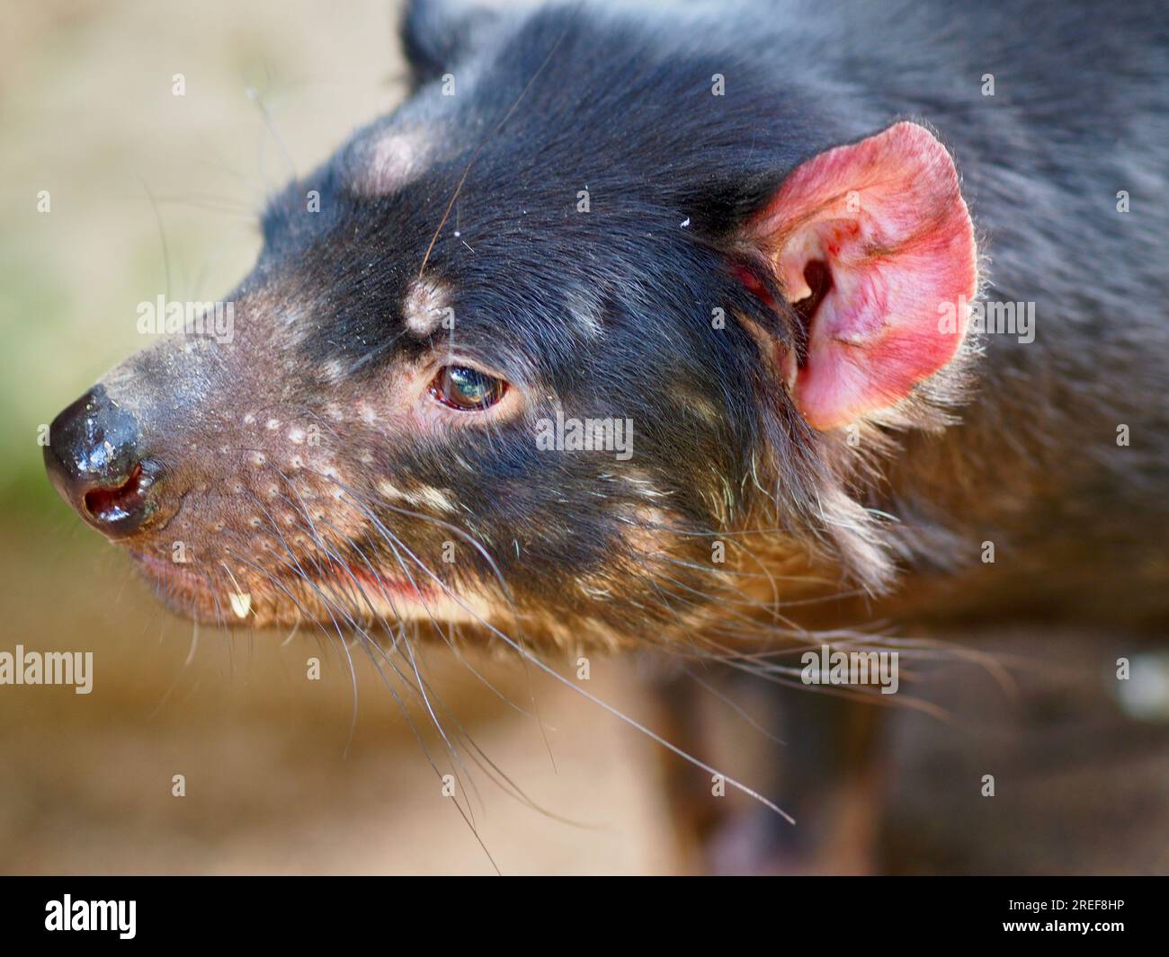 A closeup portrait of an extraordinary distinctive Tasmanian Devil in ...