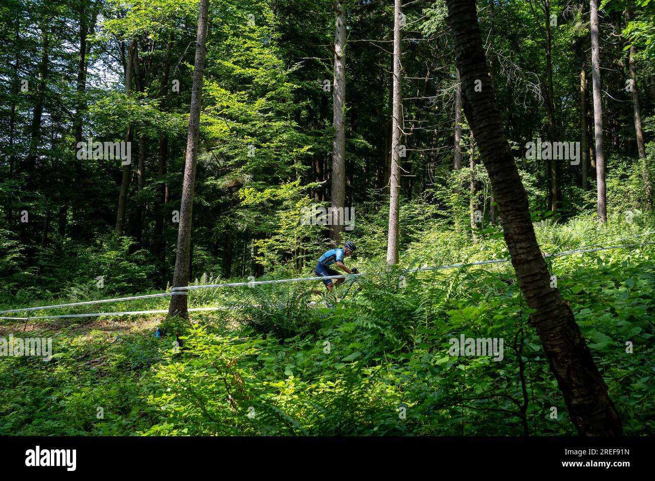 Krakow forest hi-res stock photography and images - Alamy