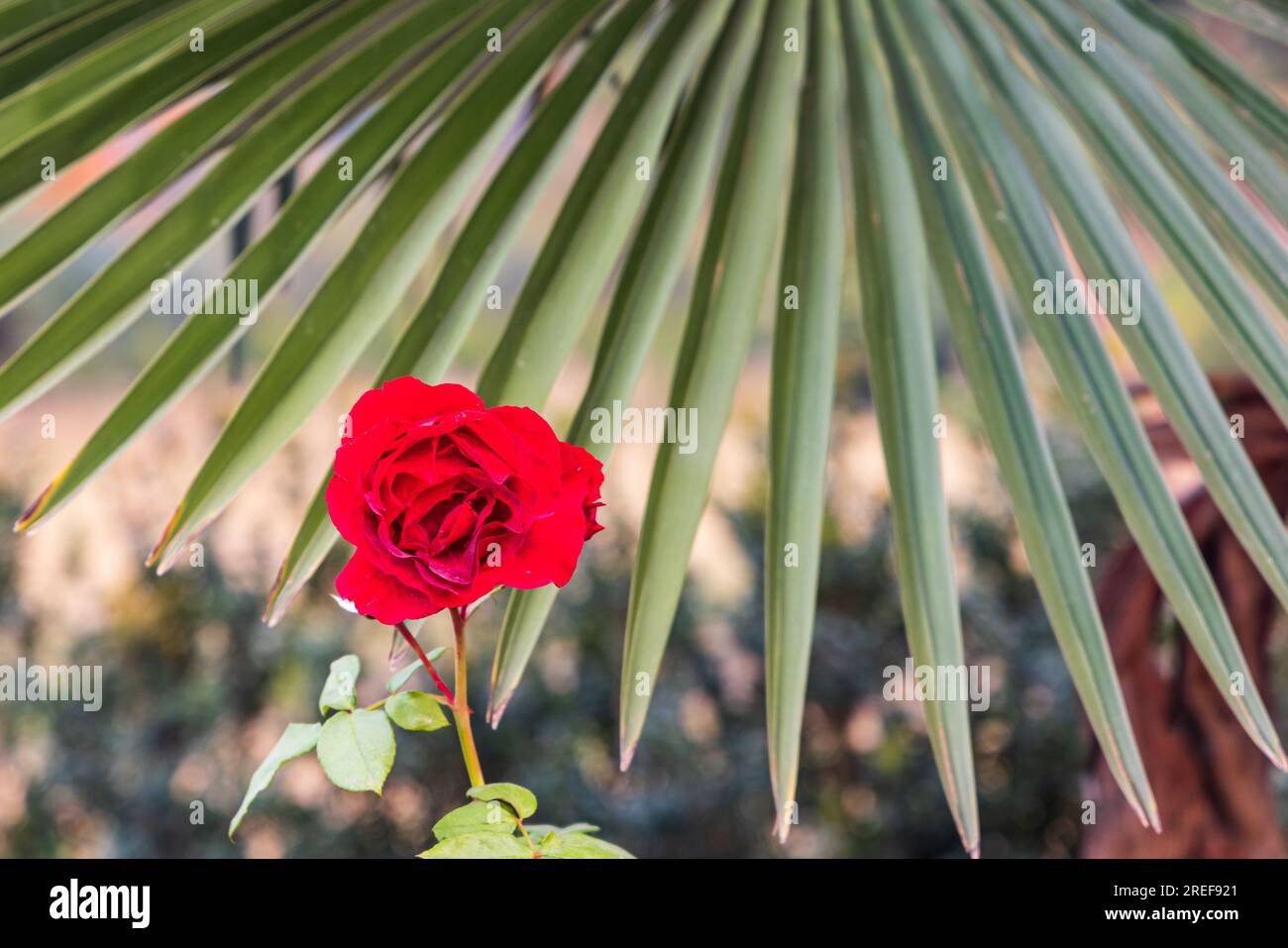 Srinagar, Jammu and Kashmir, India. Red rose and a palm leaf Stock ...