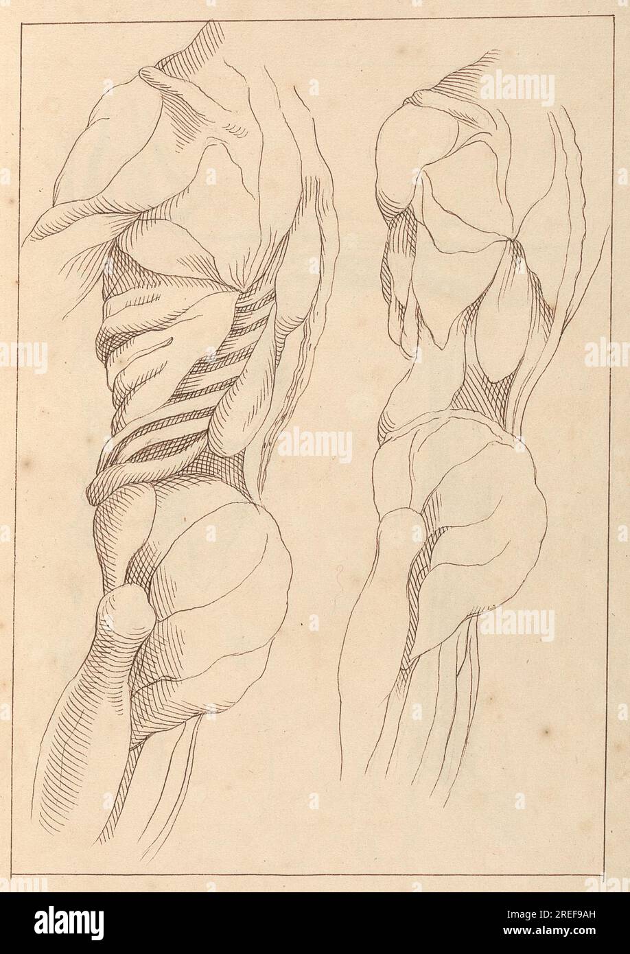 Anatomical Studies of a Body, October 15, 1716 1716 by Hamlet ...