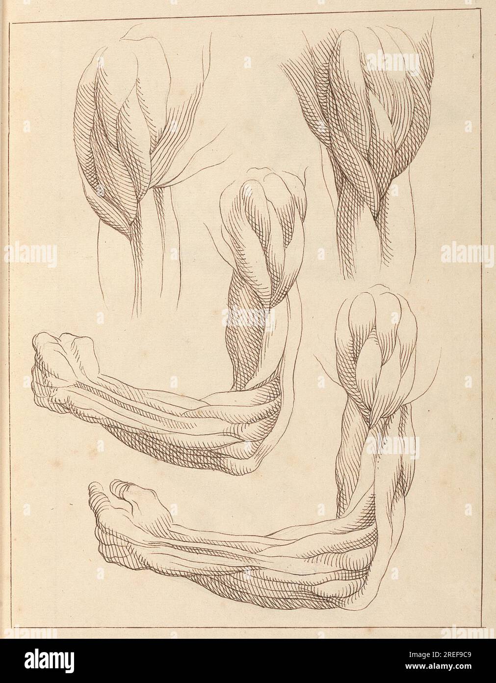 Arms anatomical hi-res stock photography and images - Alamy