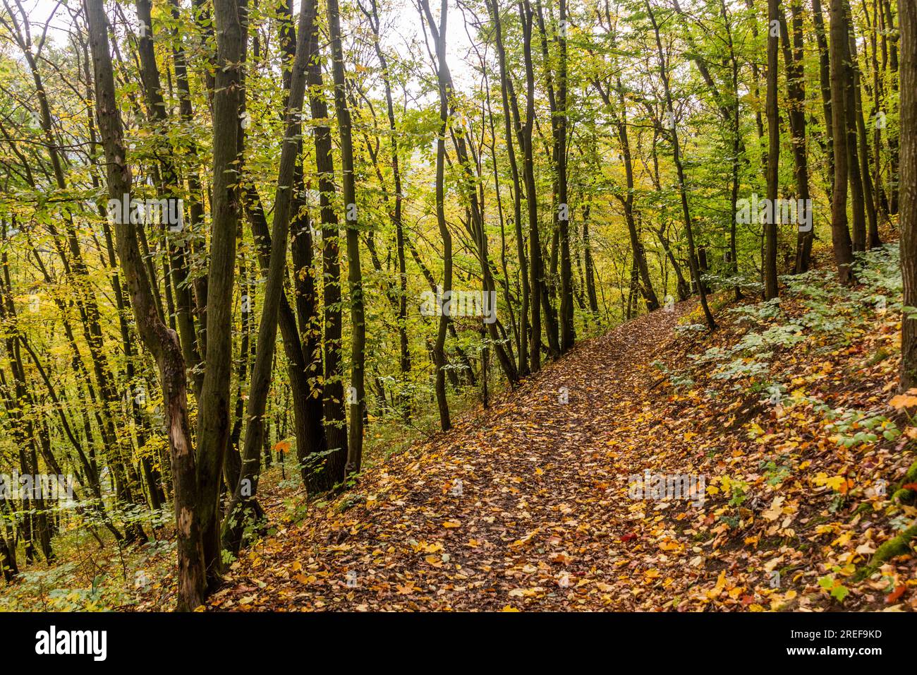 Hiking trail in Cesky kras nature protected area, Czech Republic Stock ...