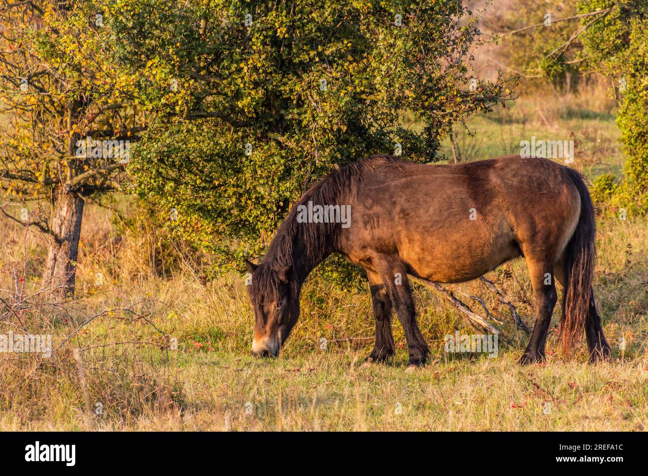 European wild horse (Equus ferus ferus) in Milovice Nature Reserve ...