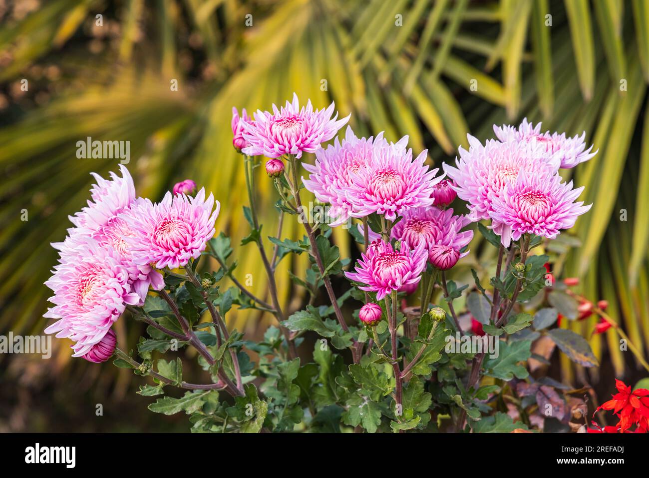Srinagar, Jammu and Kashmir, India. Pink flowers in a formal garden ...