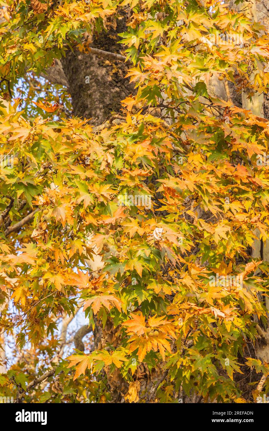 Srinagar, Jammu and Kashmir, India. Leaves turning yellow on a maple ...