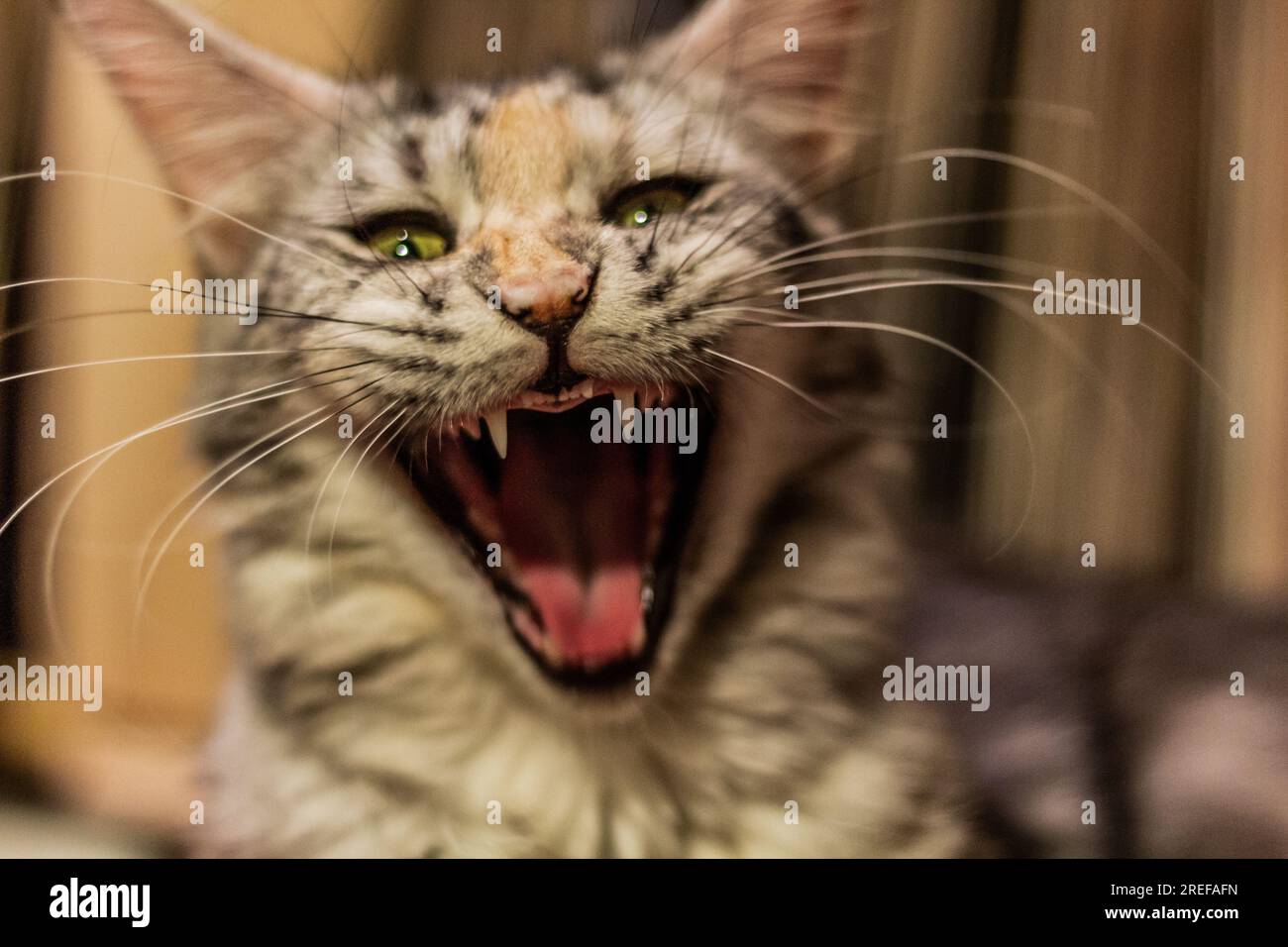 View of young yawning Maine Coon cat Stock Photo - Alamy