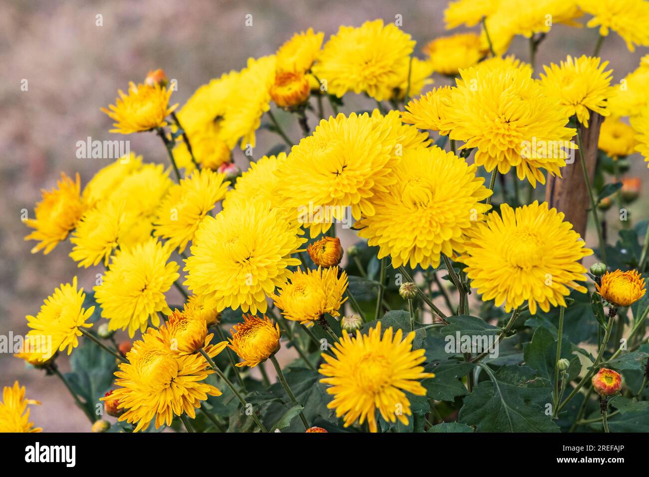 Srinagar, Jammu and Kashmir, India. Yellow flowers in a formal garden ...