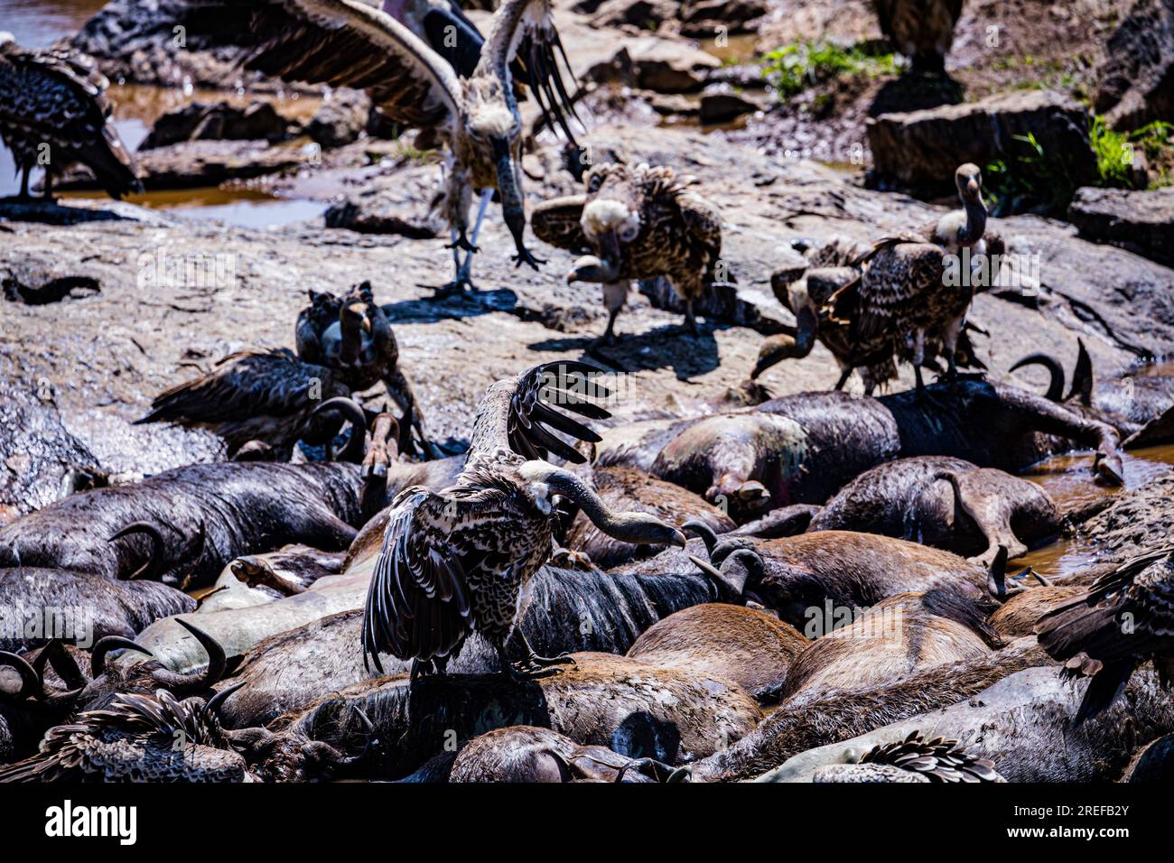Maasai Mara National Reserve is an area of preserved savannah ...