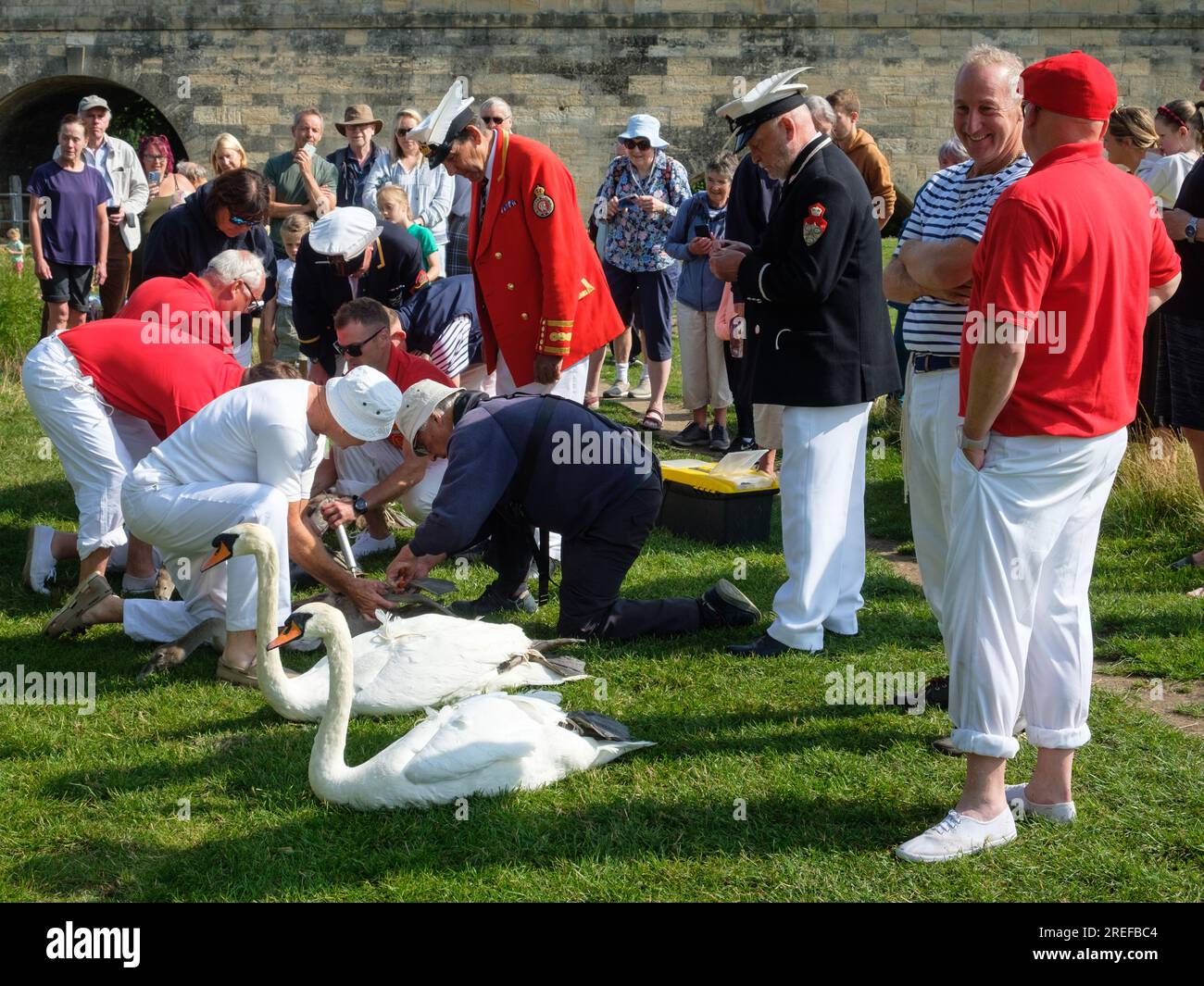 Swan Upping, the traditional ceremonial annual census of swans and ...
