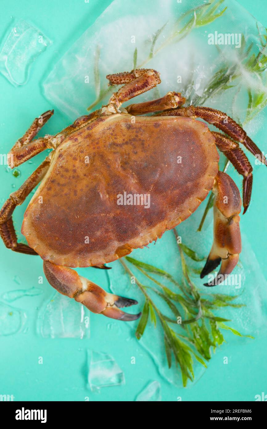 Crab boiled and branches of tarragon in ice on a turquoise background ...