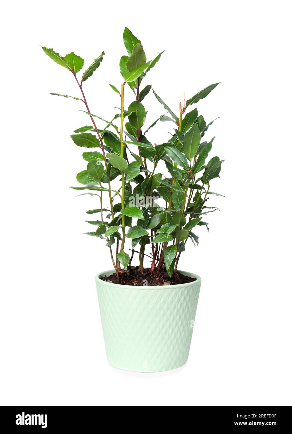 Beautiful bay tree with leaves growing in pot isolated on white Stock ...