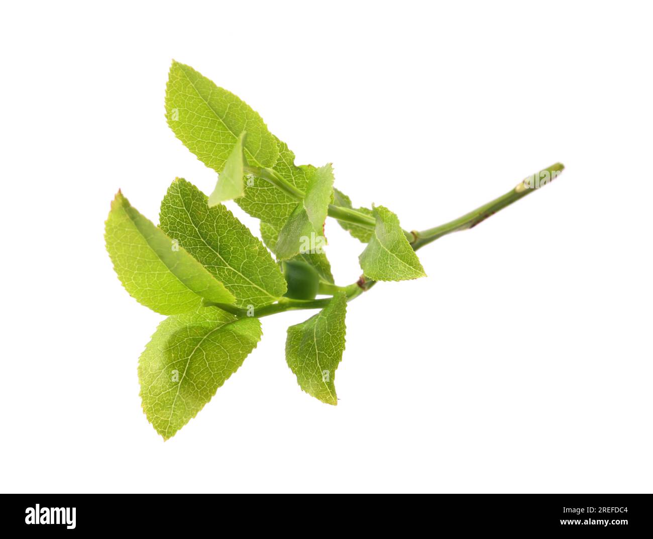 Bilberry branch with fresh green leaves isolated on white Stock Photo ...