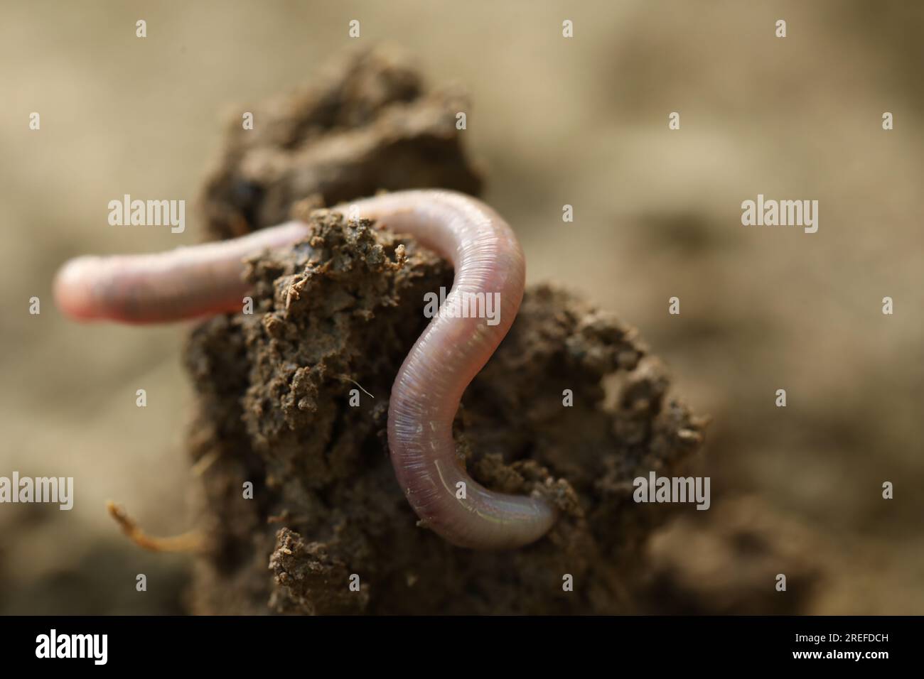 One worm in wet soil, closeup. Terrestrial invertebrates Stock Photo ...