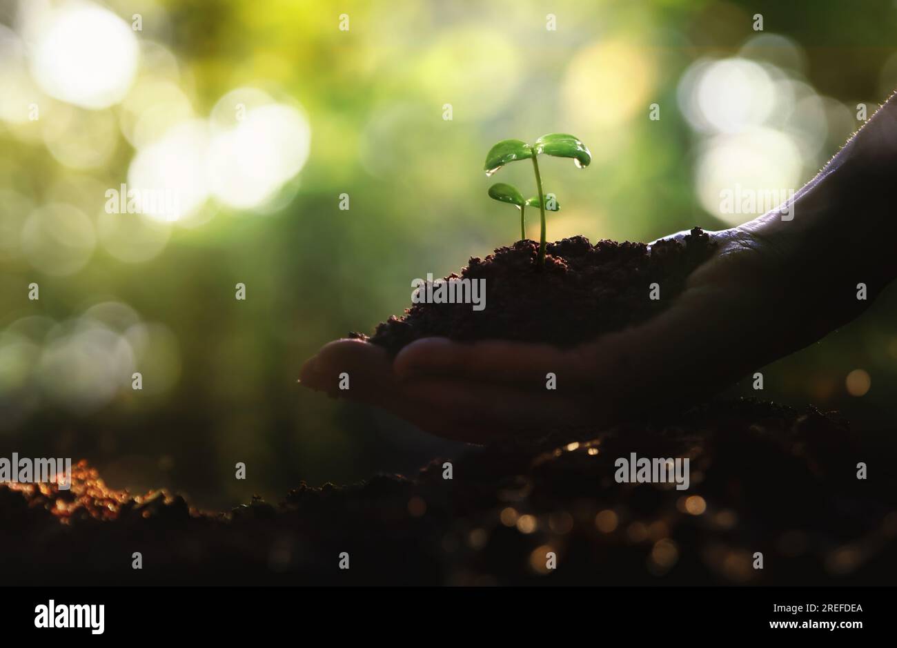 Soil and green plant sprout and tree trunk and leaves in hand and ...