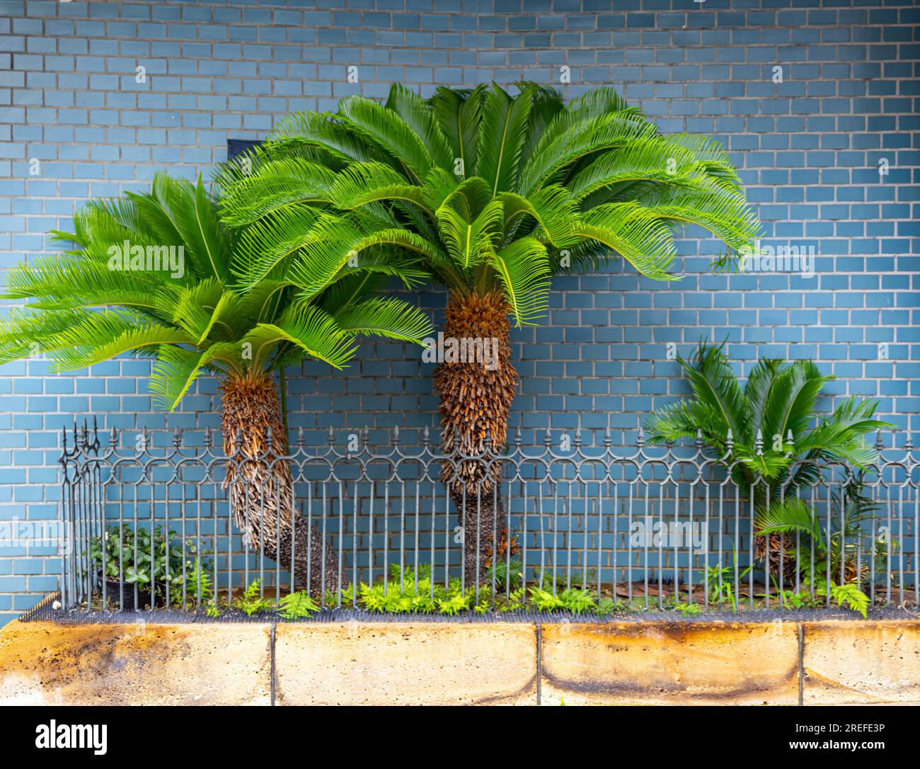 Sago palm trees outside house, Kanazawa, Ishikawa, Japan Stock Photo ...