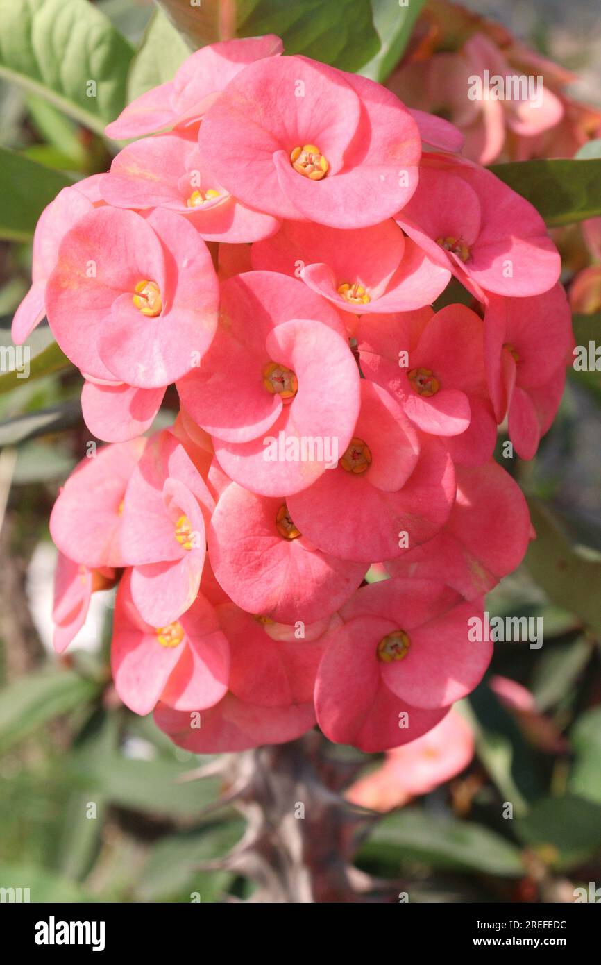 Crown of thorns flower on tree in farm for harvest are cash crops Stock ...