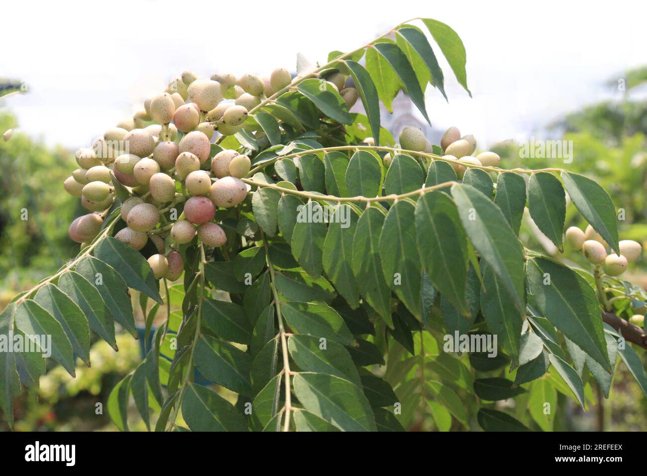 Curry berries hi-res stock photography and images - Alamy