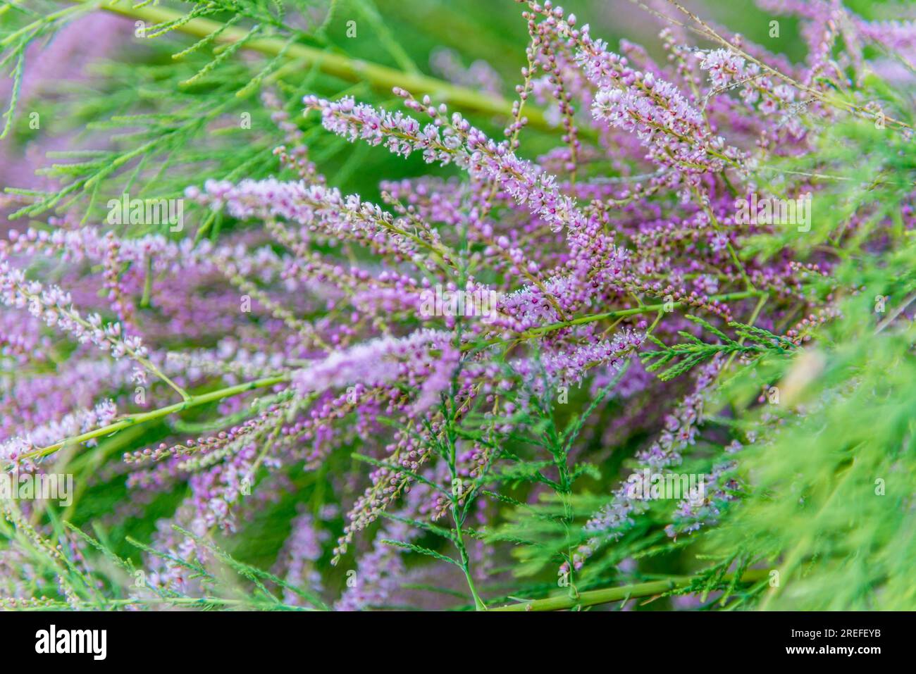 Flora and Fauna in the forest of Canada Stock Photo - Alamy