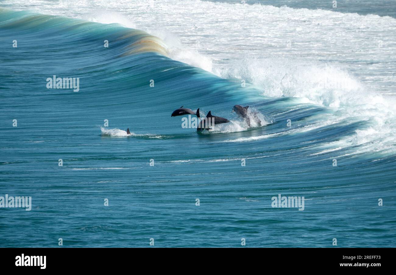 A pod of Bottlenose Dolphins leaping, diving and surfing through ...