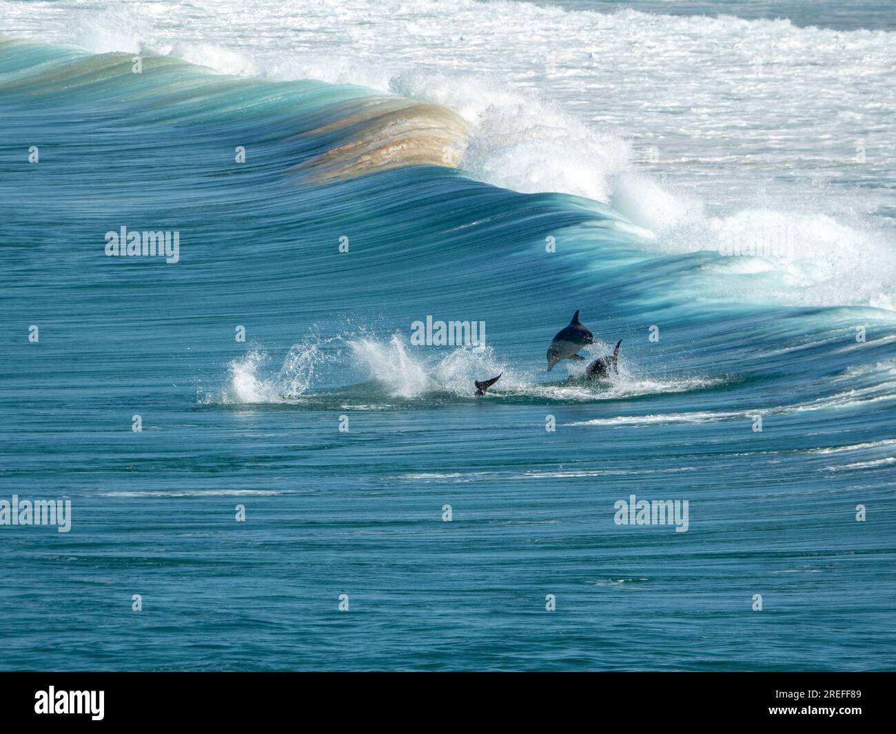 A pod of Bottlenose Dolphins leaping, diving and surfing through waves ...