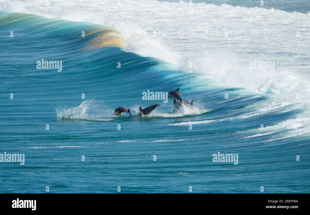 Dolphins surfing waves hi-res stock photography and images - Alamy