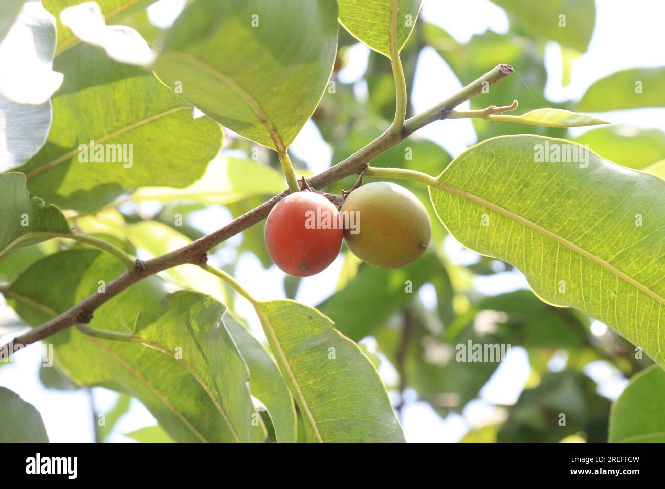 Mimusops elengi tree plant on nursery for harvest Its timber is ...