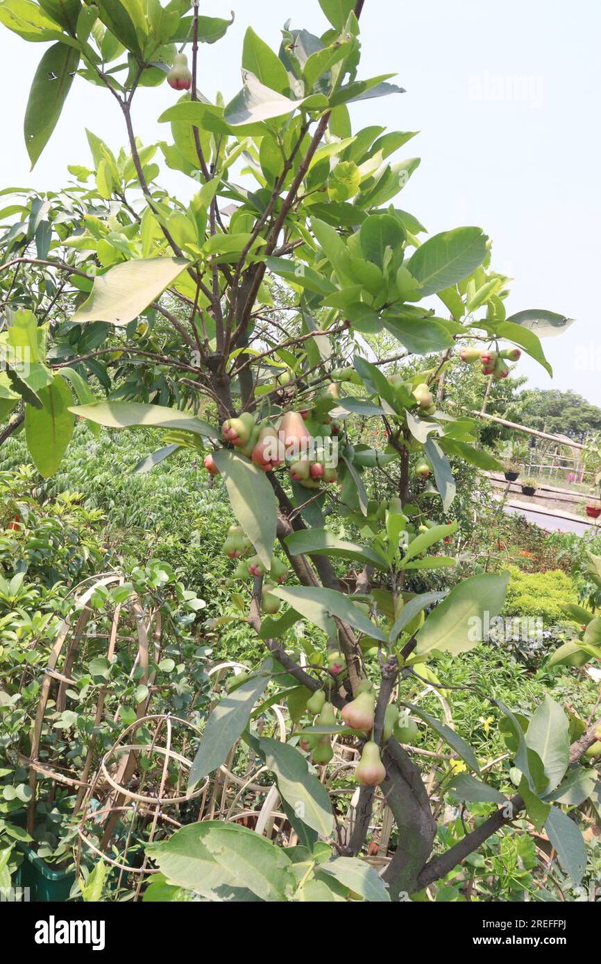 Watery rose apple on tree The is cultivated for its wood and edible fruit Stock Photo - Alamy
