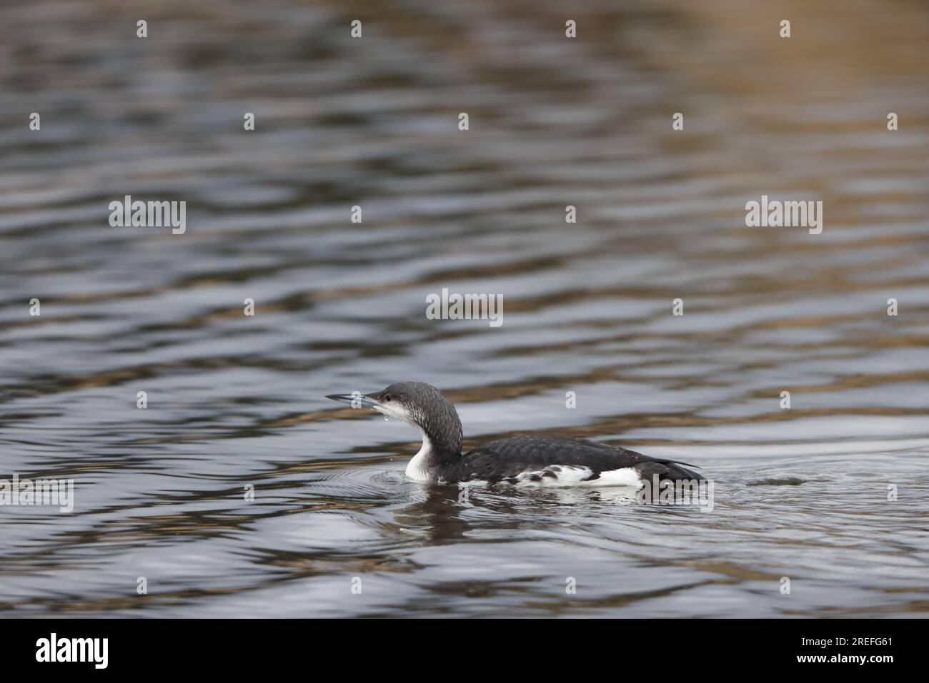 Black-throated Diver or Arctic Loon (Gavia arctica) in Japan Stock ...
