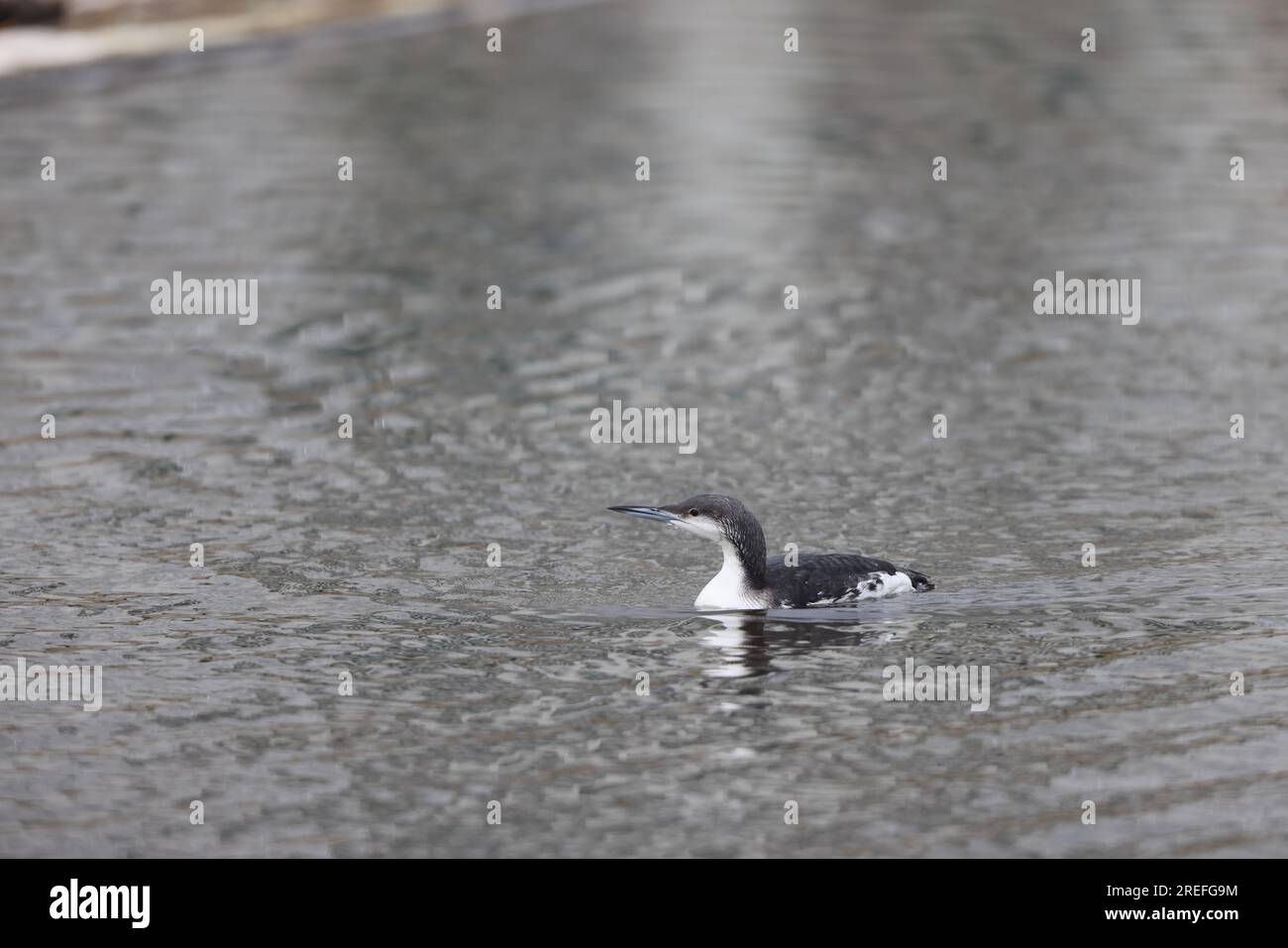 Black-throated Diver or Arctic Loon (Gavia arctica) in Japan Stock ...