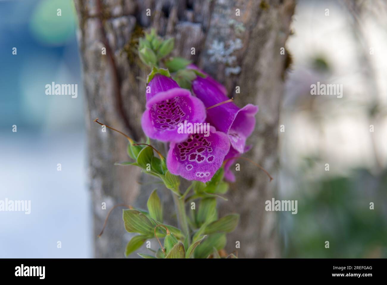Flora and Fauna in the forrest of Canada Stock Photo - Alamy