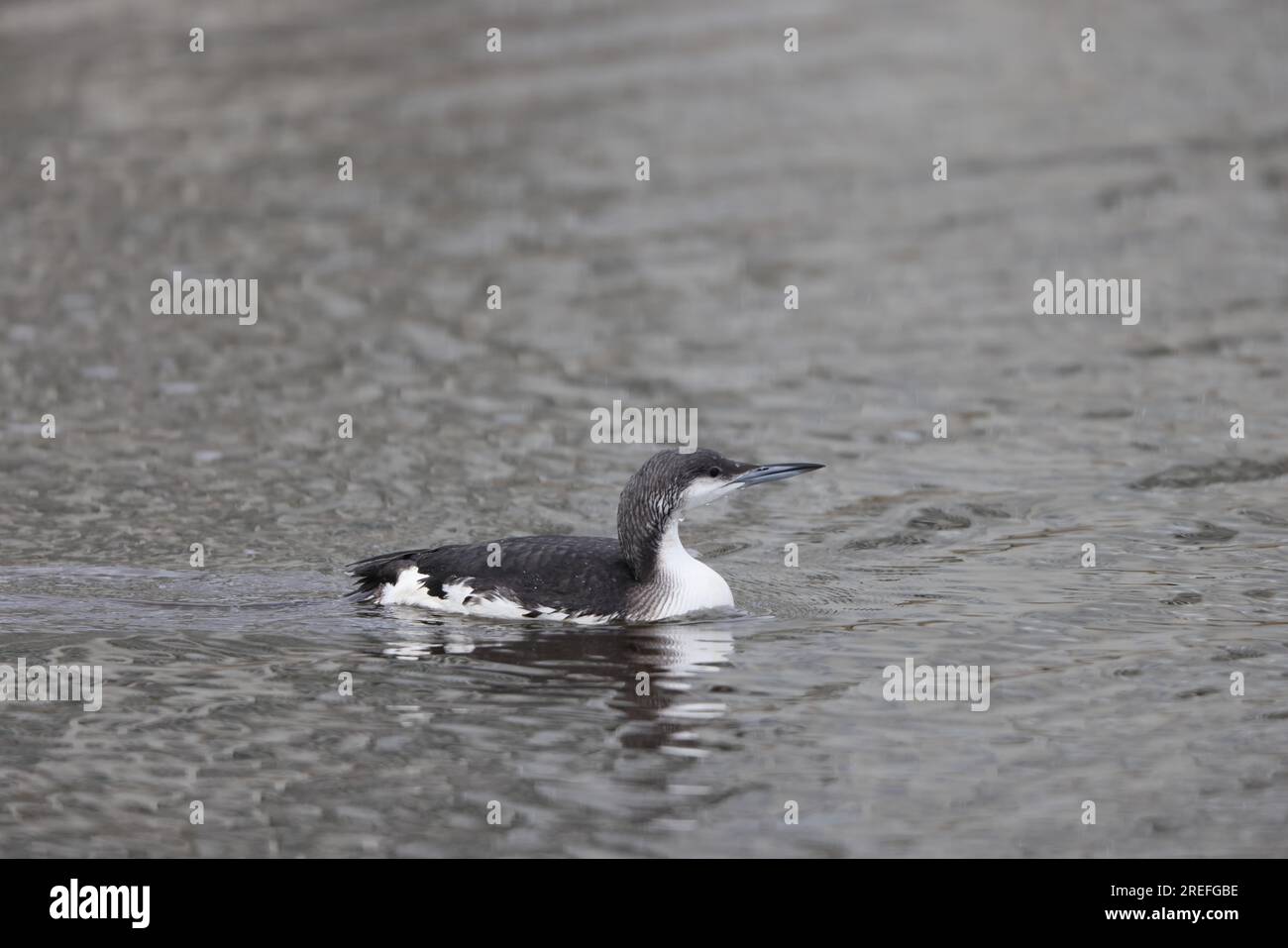 Black-throated Diver or Arctic Loon (Gavia arctica) in Japan Stock ...