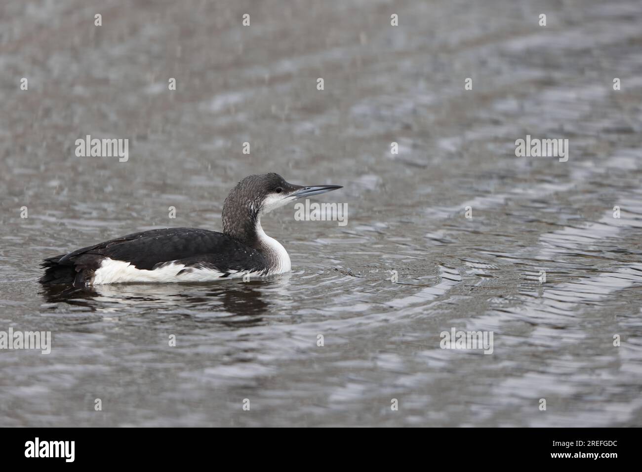 Black-throated Diver or Arctic Loon (Gavia arctica) in Japan Stock ...